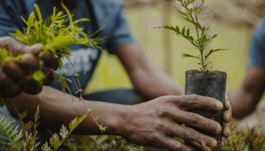 Abia initiates tree planting campaign to combat climate change ...