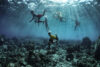 Meet the Bajau tribe, who can survive for several minutes underwater ...