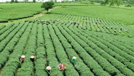 Agriculture News | Business News Nigeria | Businessday.ng