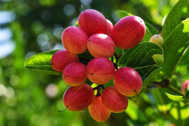 Five of the rarest fruits in the world - Businessday NG