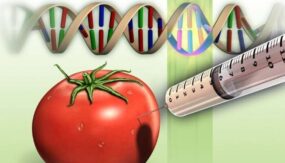 Pros and cons of GMO foods: What you need to know - Businessday NG