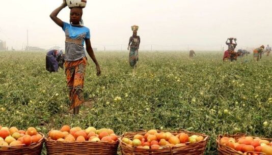Tomato farmers lose N2bn to poor storage facilities amid bumper harvest ...