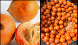 African star apple – telling the African, Nigerian food story ...