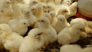 Egg scarcity looms as day-old chick prices surge 67% - Businessday NG